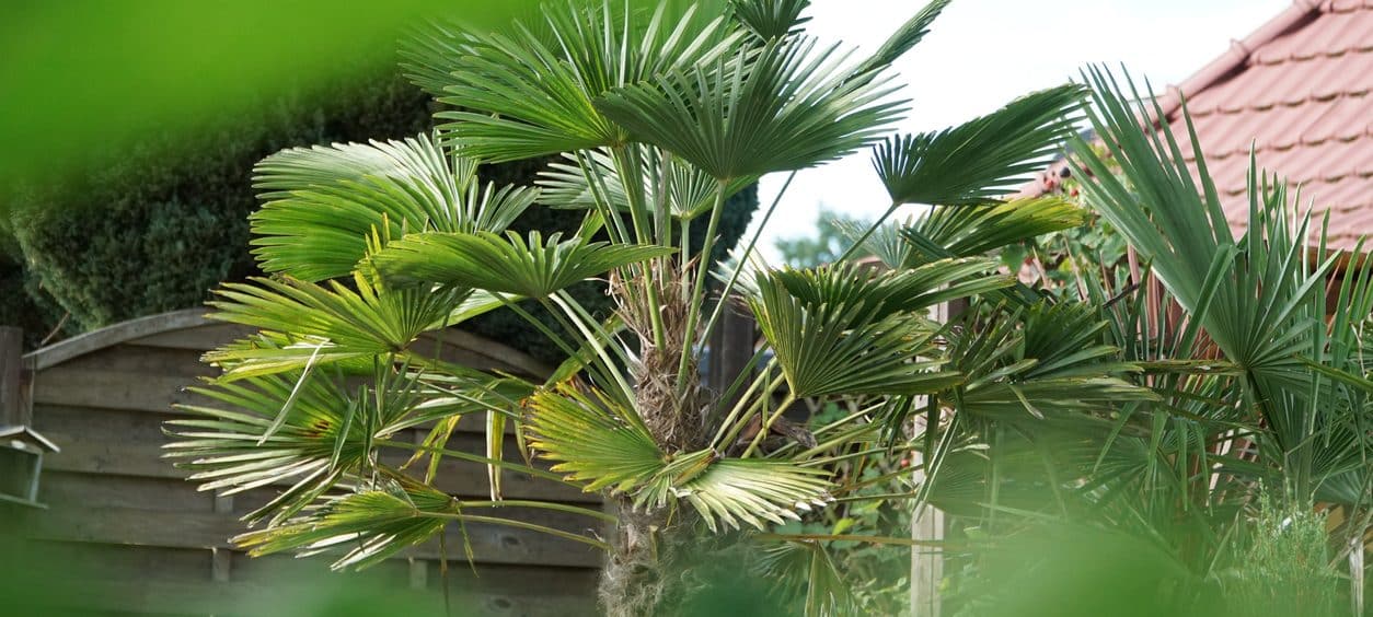 Palmenarten » Übersicht und Infos